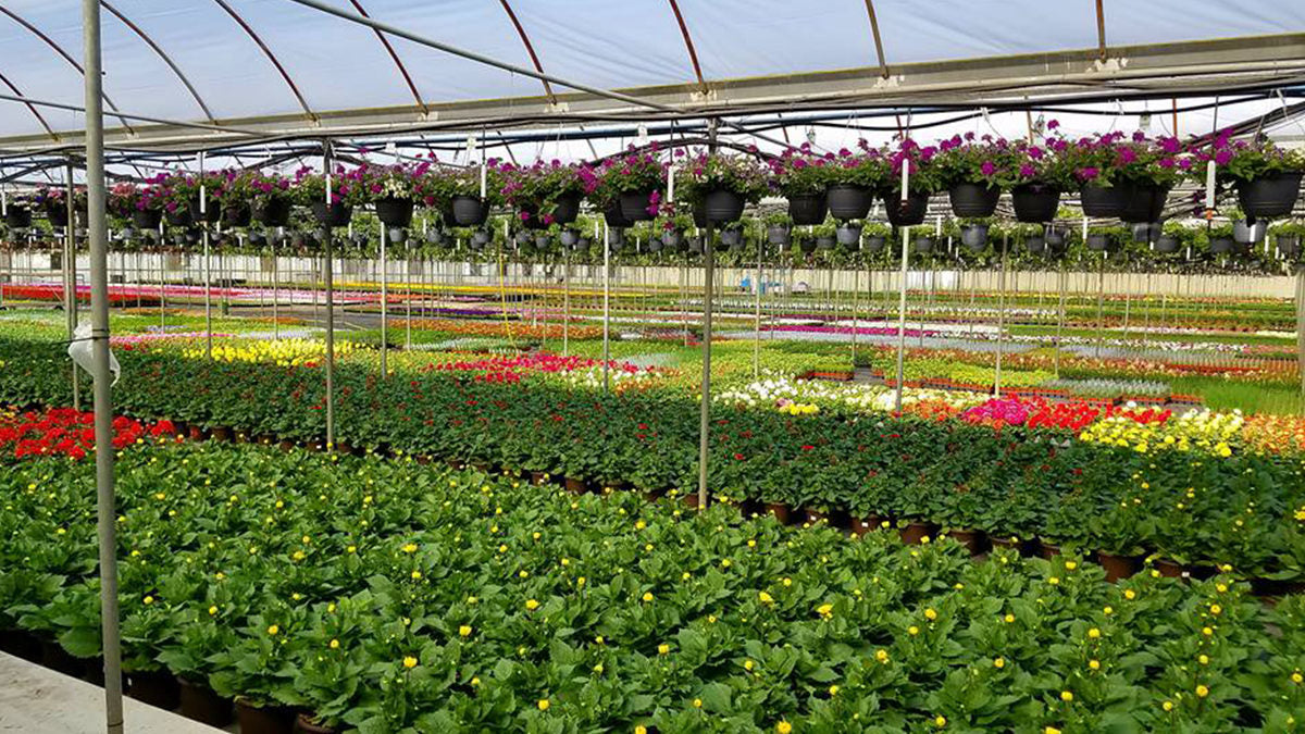Spring Rush – Blooms Greenhouse Grower Outlet